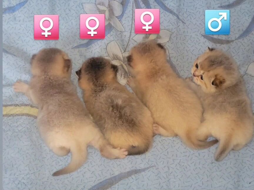 Шотландские котята