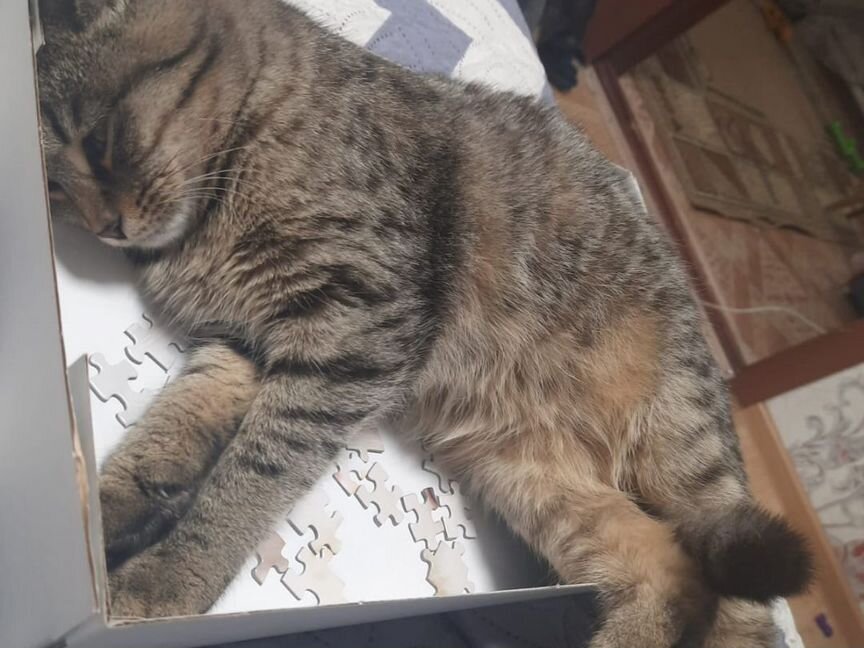 Кошка в дар