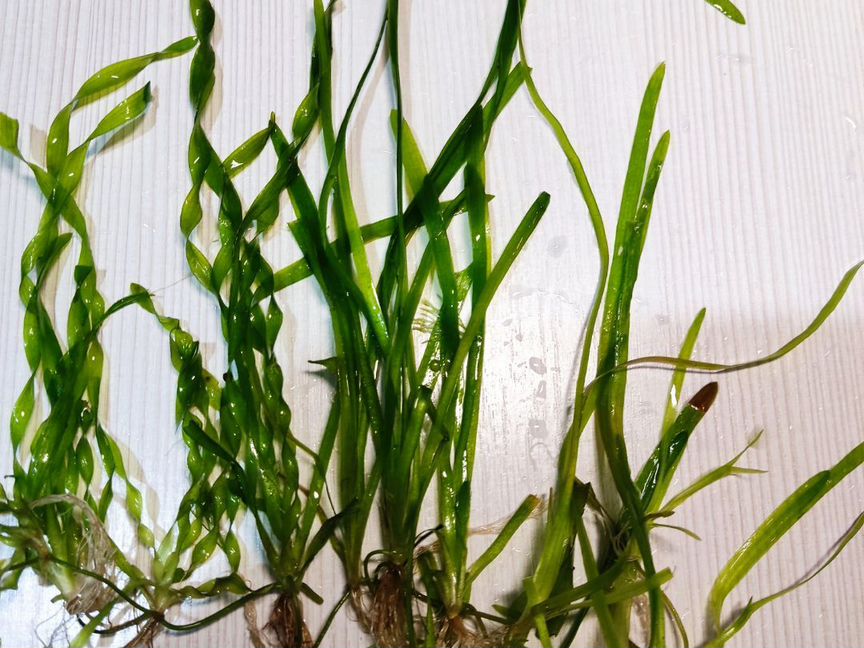 Аквариумные растения прополка