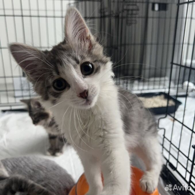 Плюшевый умный котенок мальчик 3 мес