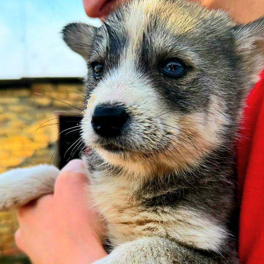 Щенок хаски ищет дом