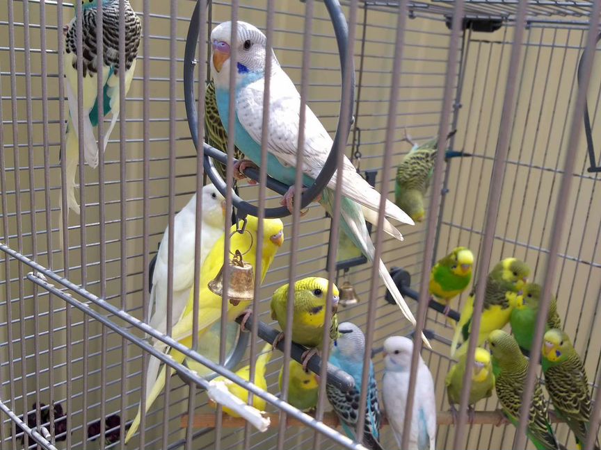 Молодые Волнистые попугаи