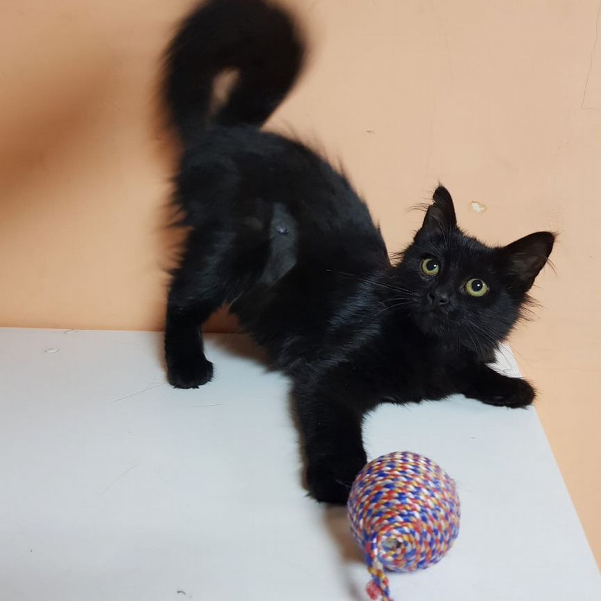 Котенок в добрые руки