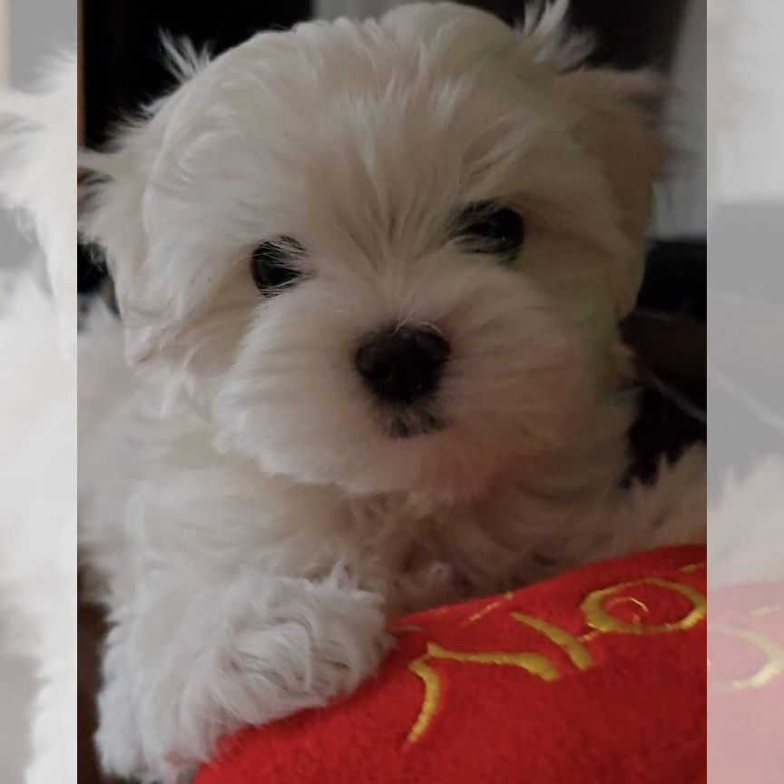 Мальтийская болонка