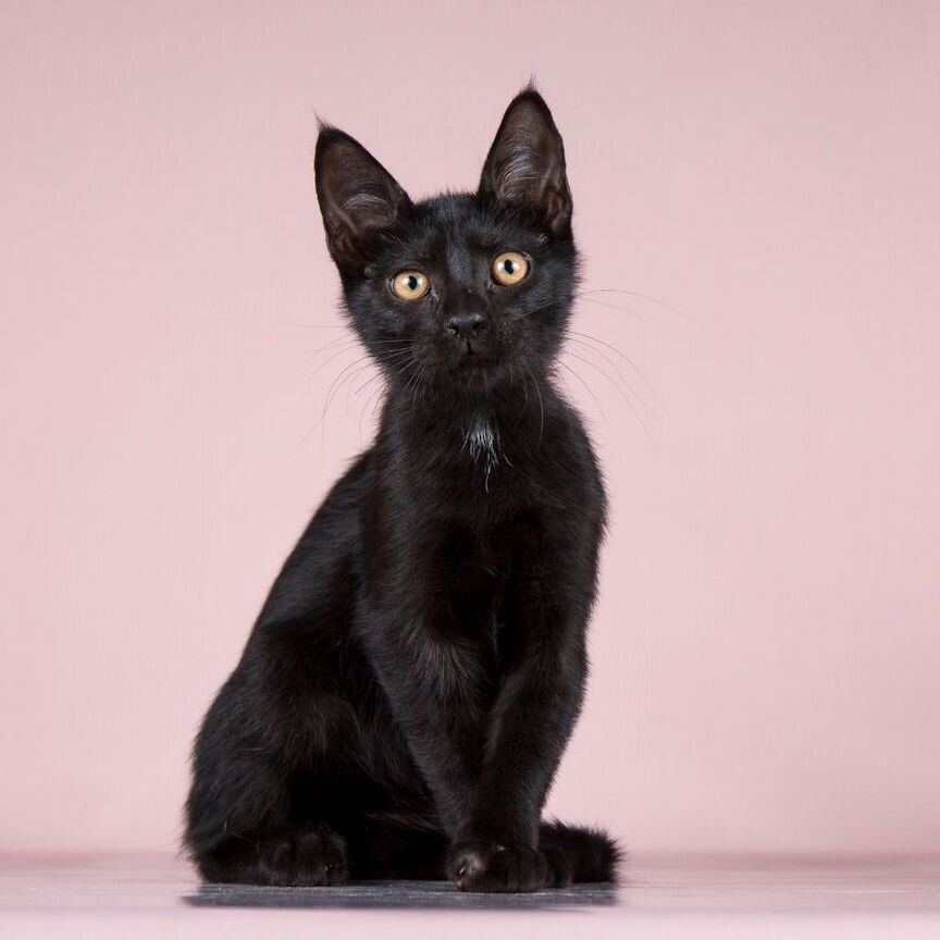 Котёнок Мускат хочет стать твоим