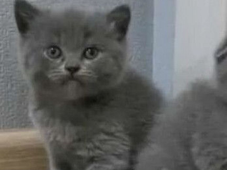 Котятки - Британцы