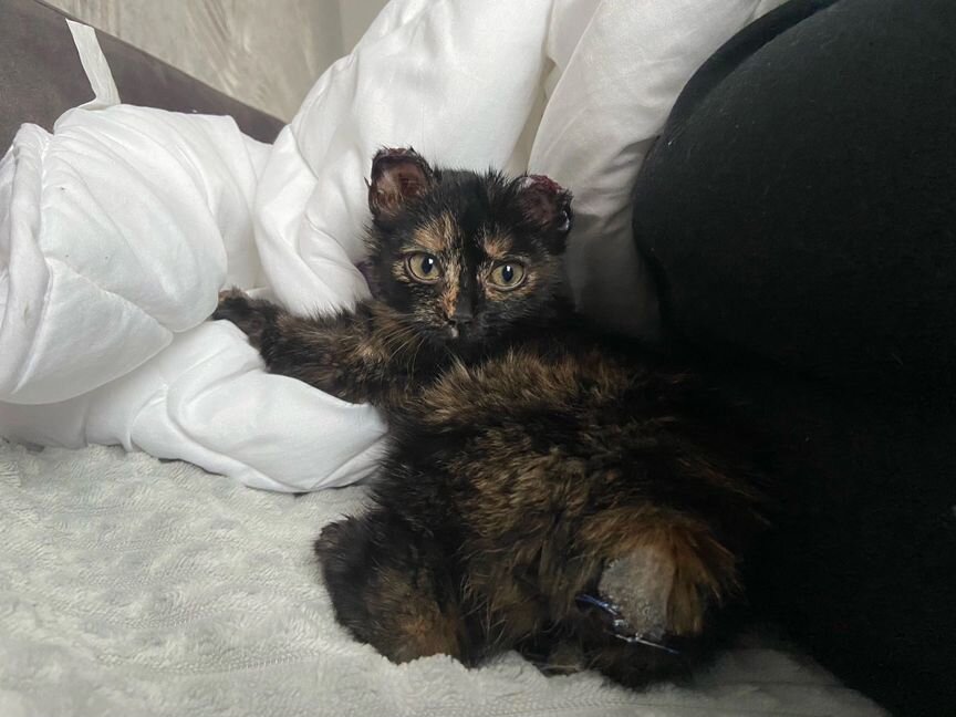 Котенок в добрые руки