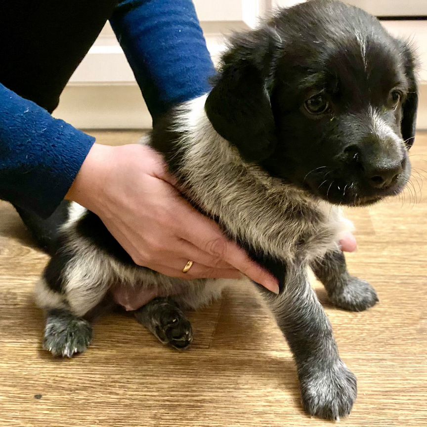 Отдадим щенка бесплатно