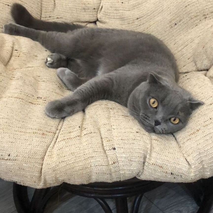 Взрослый кот в добрые руки