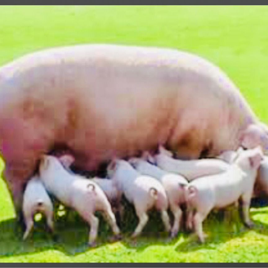 Семя хряка племенное