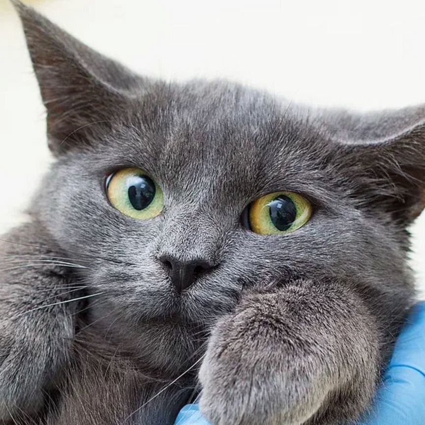 Почти русская голубая