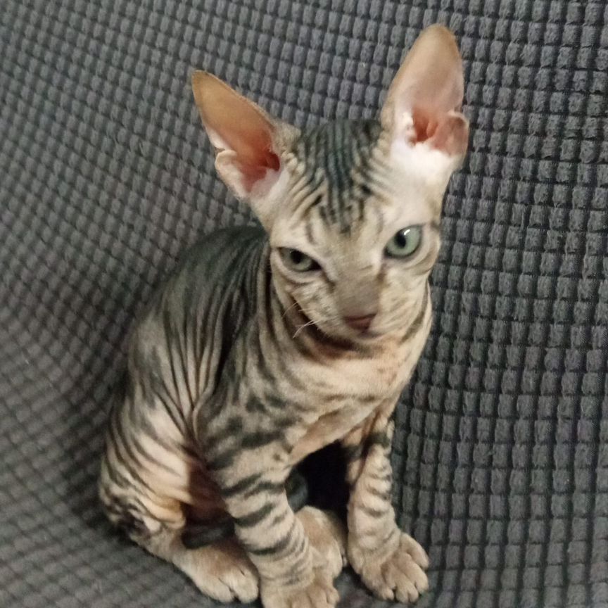 Донской сфинкс котята