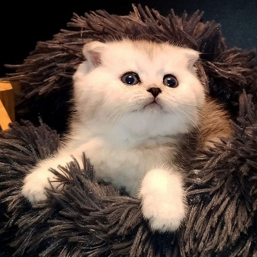 Шотландский вислоухий короткошёрстный котёнок