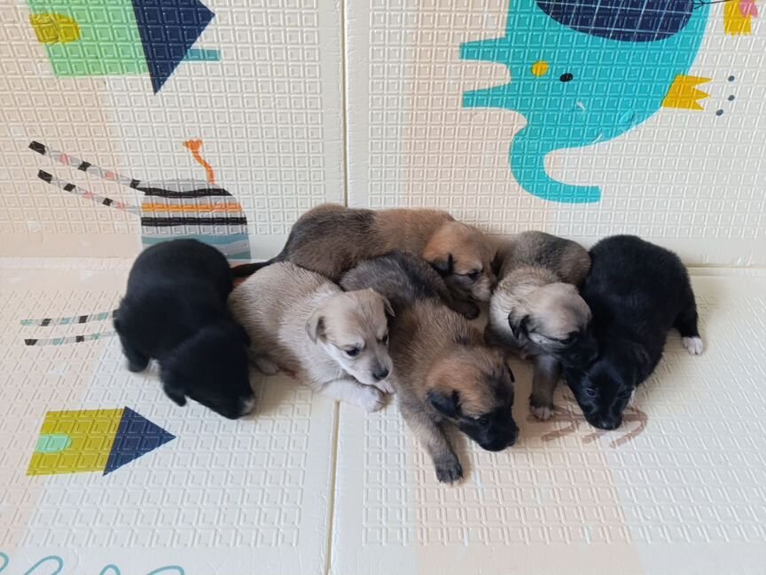 Собака в добрые руки