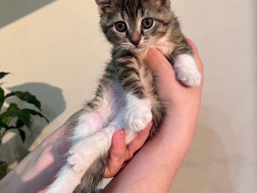 Котенок