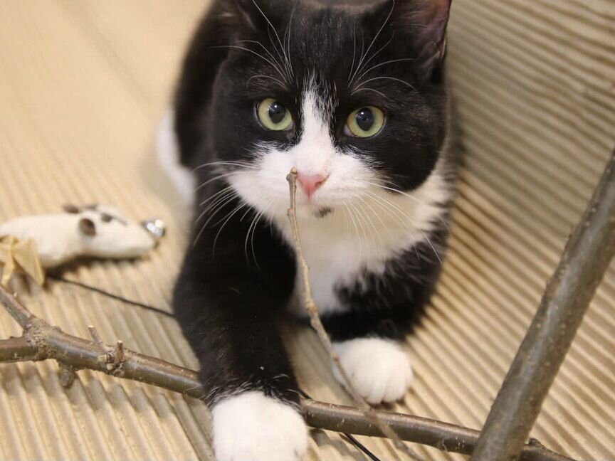 Котенок девочка в добрые руки