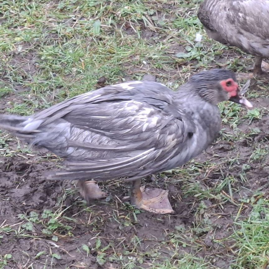 Селезни бегунков и индоуток