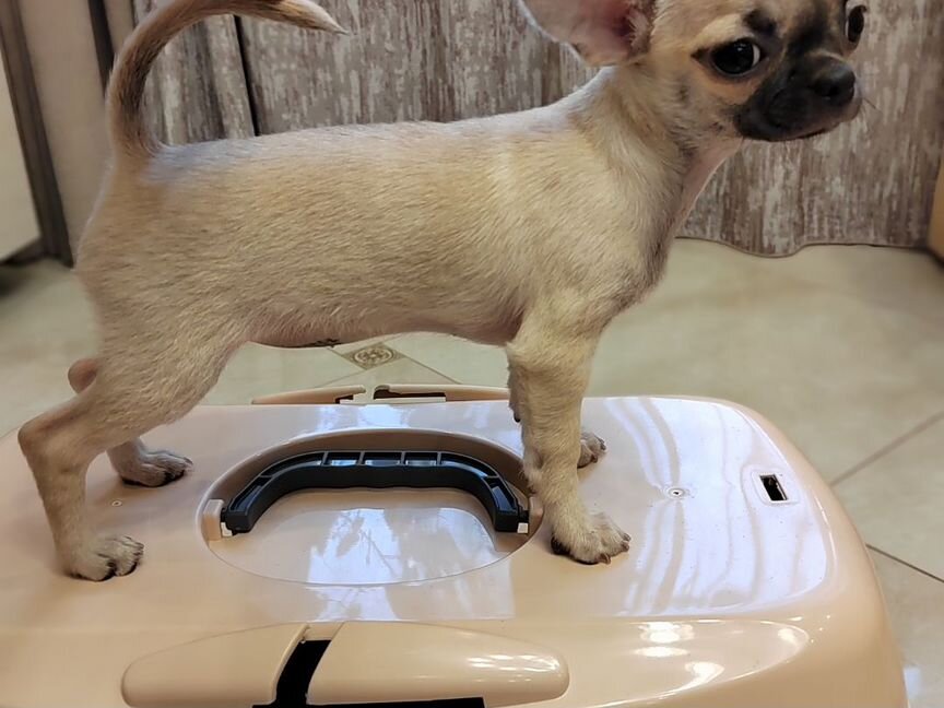 Перспективная девочка чихуахуа