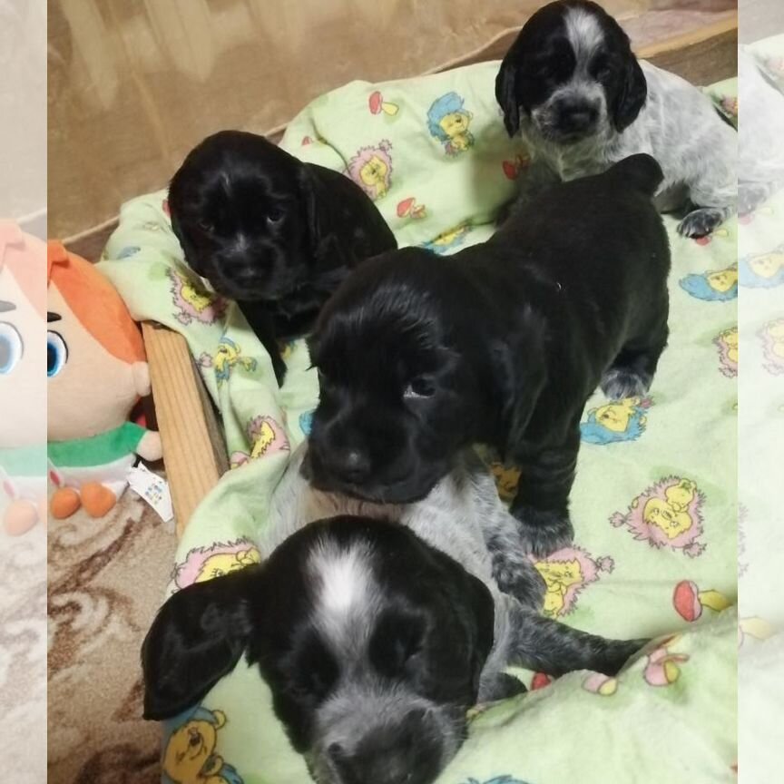 Русский охотничий спаниель, щенок