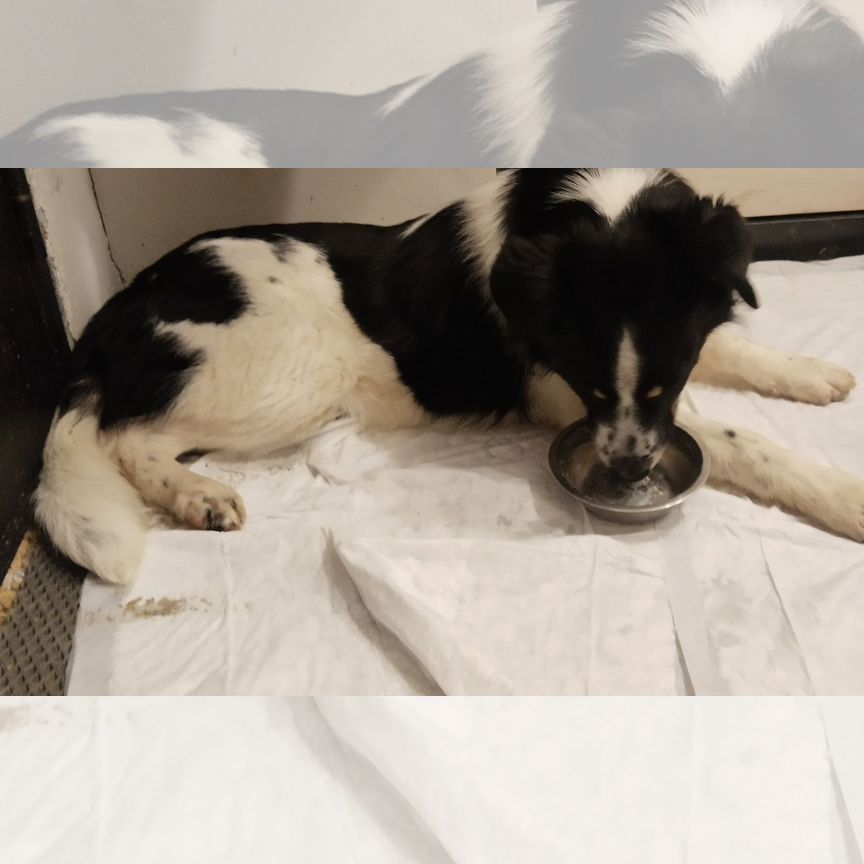 Щенок в добрые руки