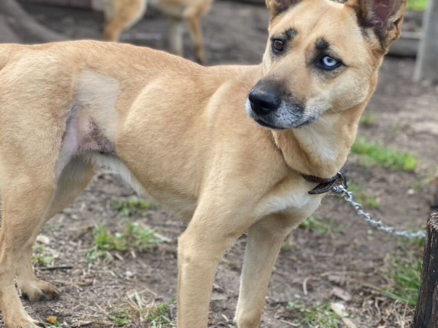 Собака в добрые руки