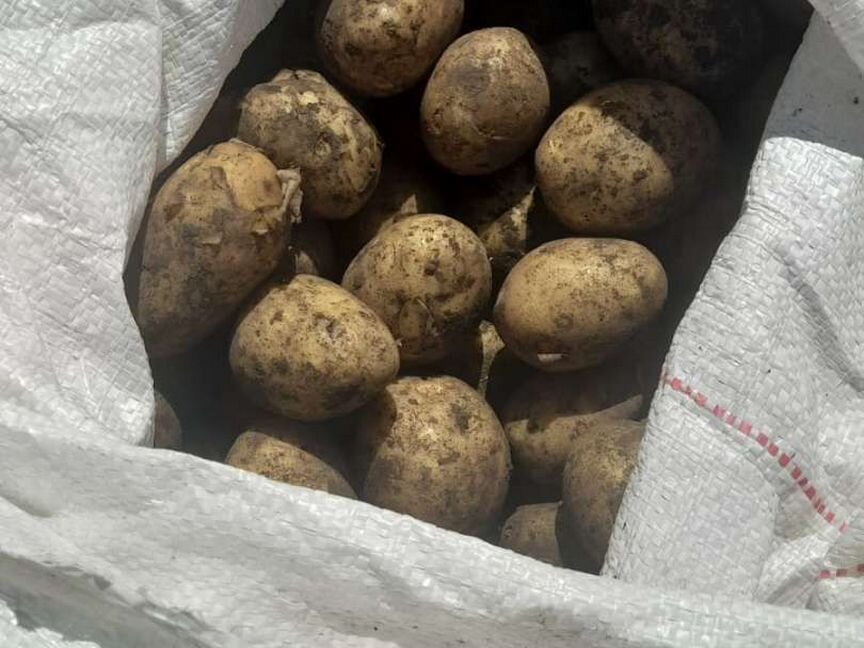Семенной картофель на корм скоту