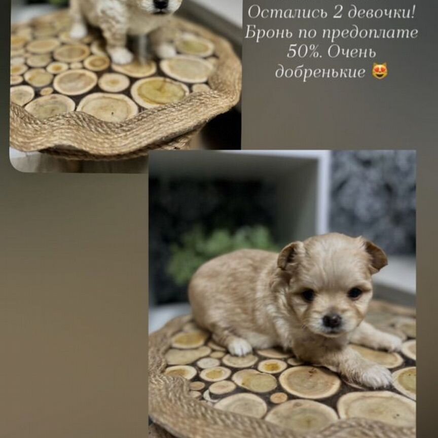 Щенята чихуахуа