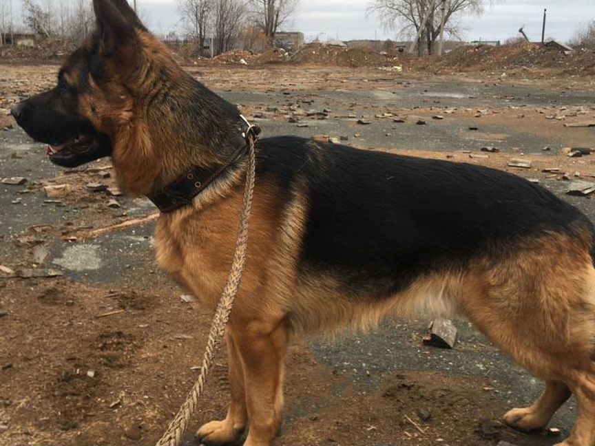 Немец, кобель, вязка. С документами