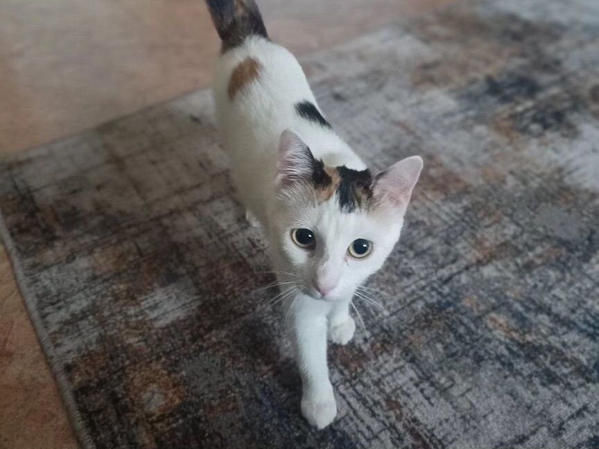 Барби ищет дом