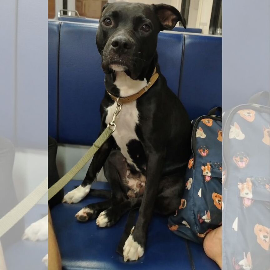 Американский стаффордширский терьер, взрослая собака