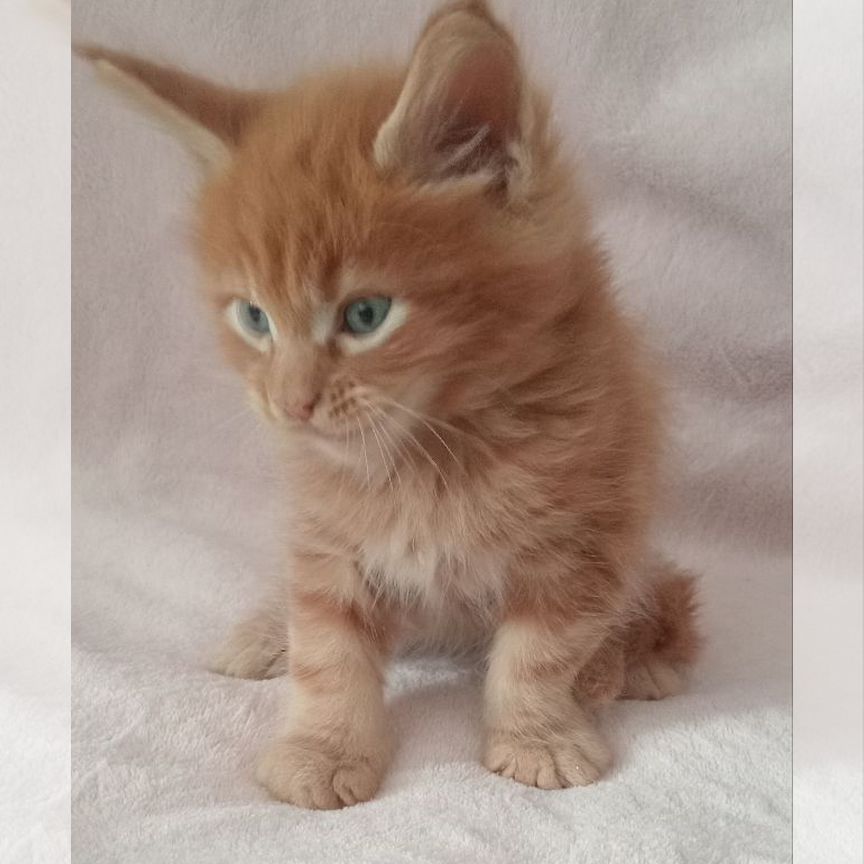 Мейн-кун котёнок