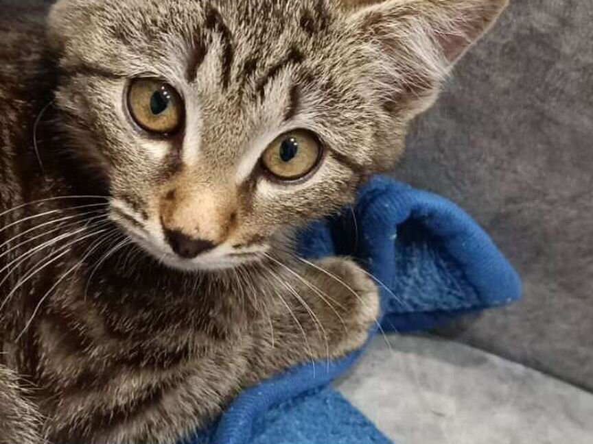 Кот камышовый