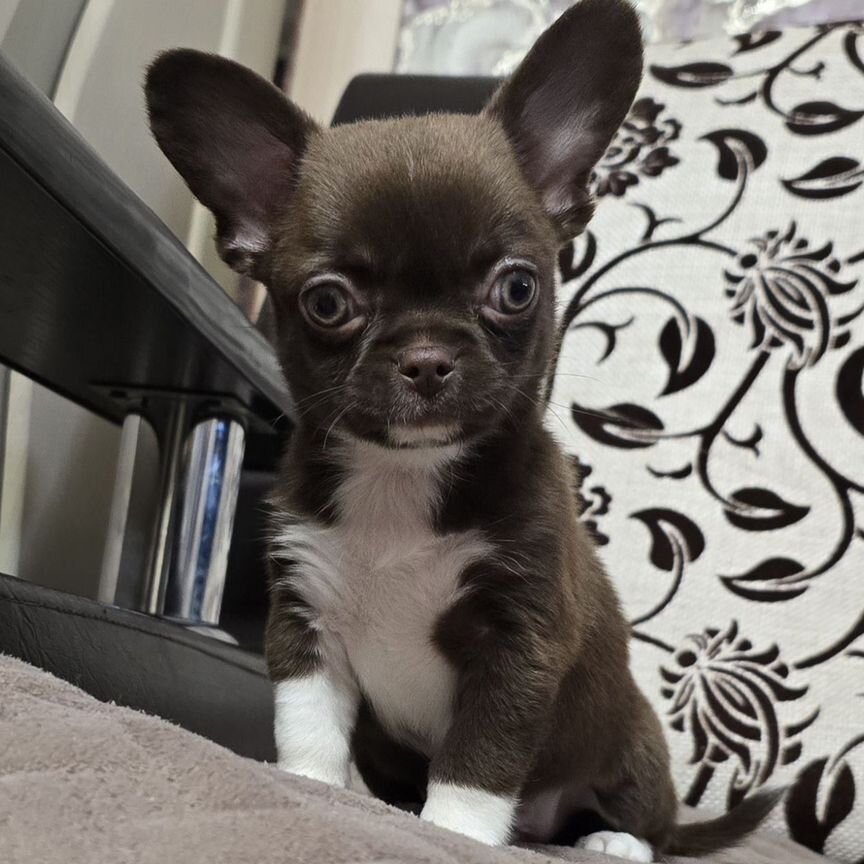 Чихуахуа, щенок