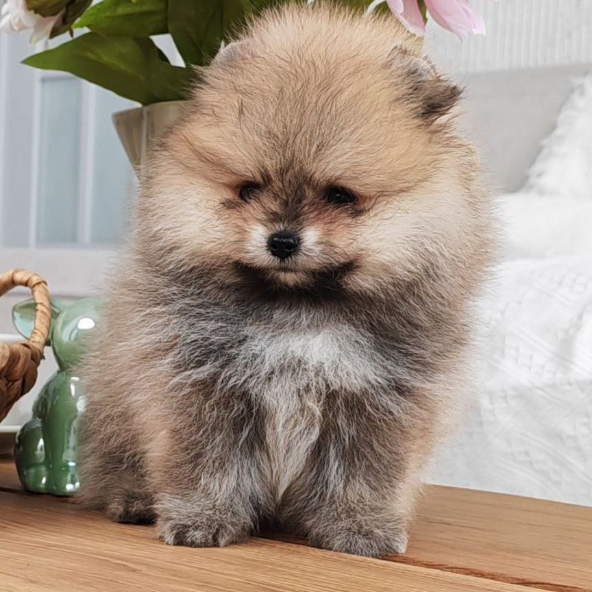 Померанский шпиц, щенок