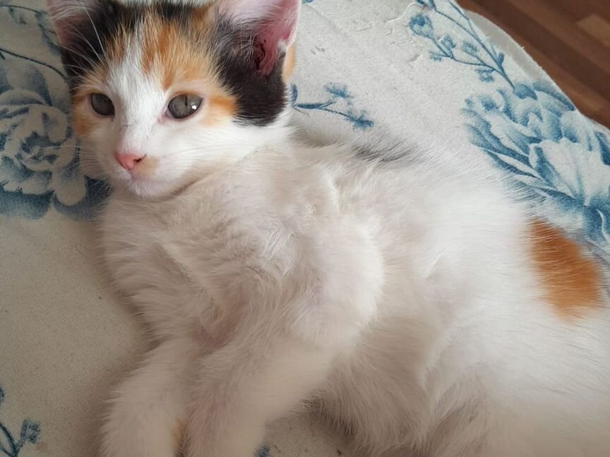 Трехцветный котенок девочка
