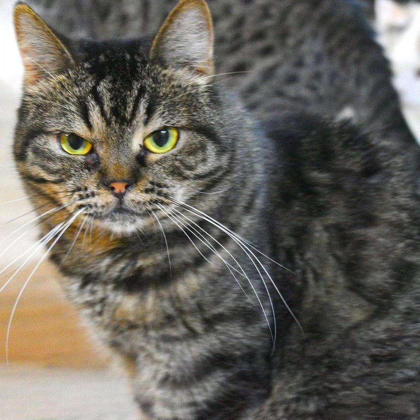 Кошка Мизи ищет хозяина. Отдадим в хорошие руки