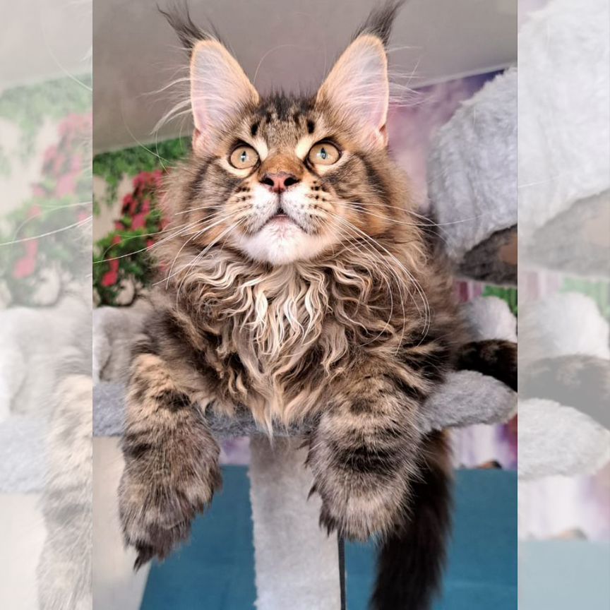 Мейн-кун котёнок