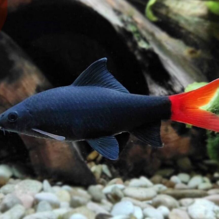 Рыбка Лабио биколор