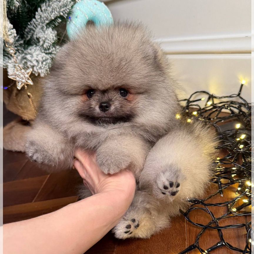 Померанский шпиц, щенок