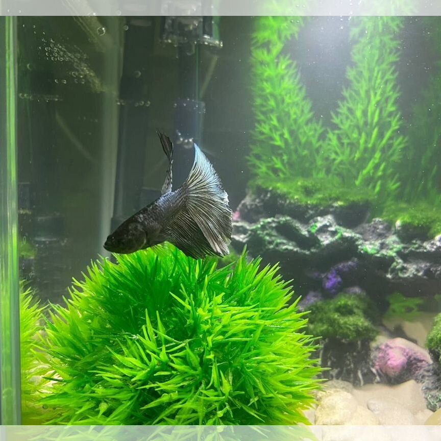 Рыбка петушок с аквариумом