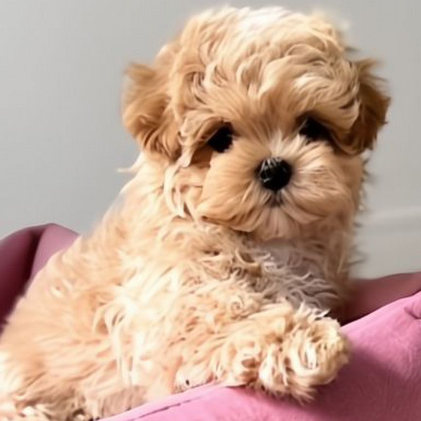 Мальтипу, щенок