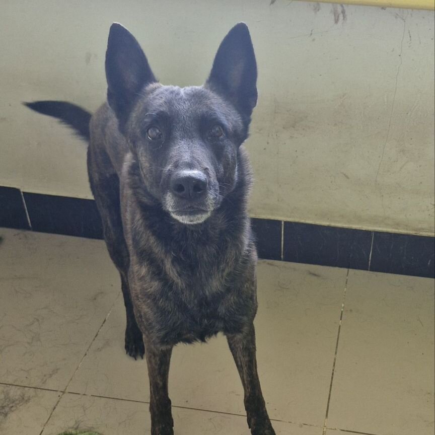 Голландская овчарка, взрослая собака