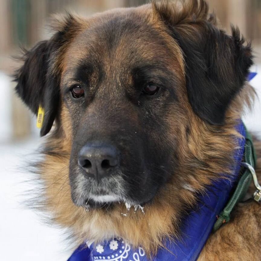 Взрослый пёс в добрые руки