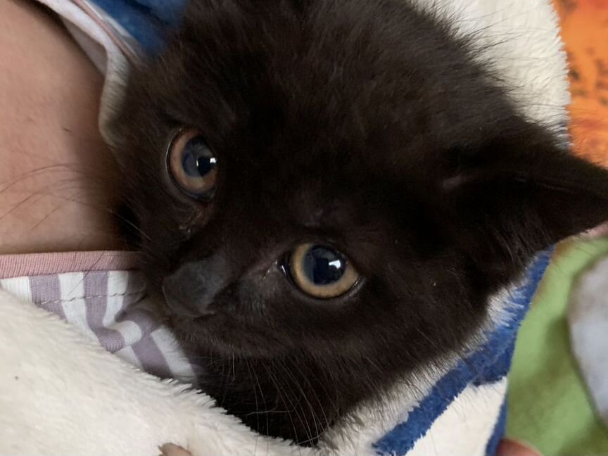 Котёнок в добрые руки