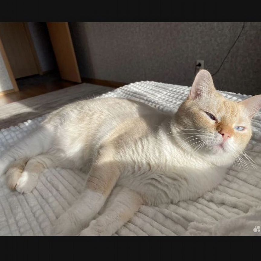 Отдам кота