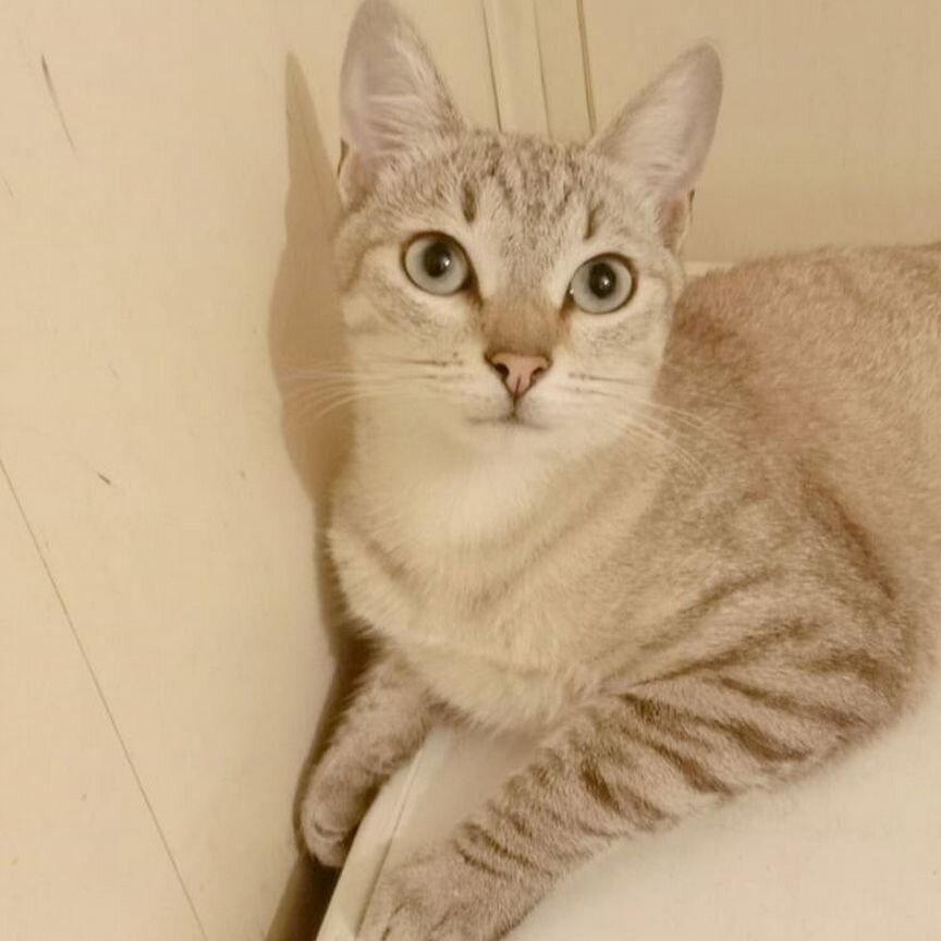 Тайский кот