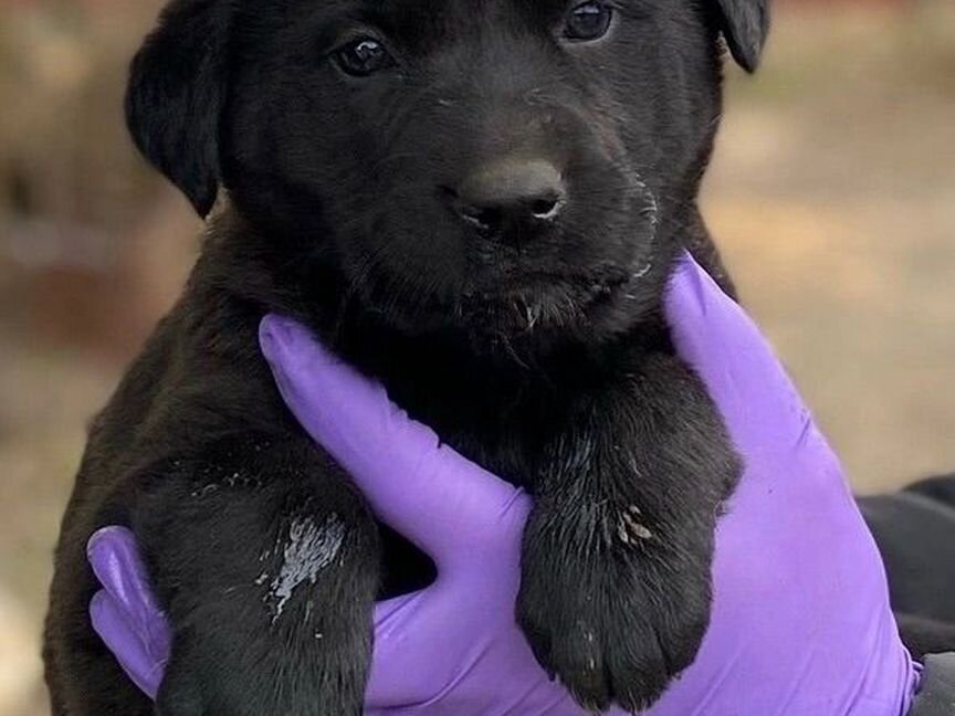 Собака, Щенок в добрые руки