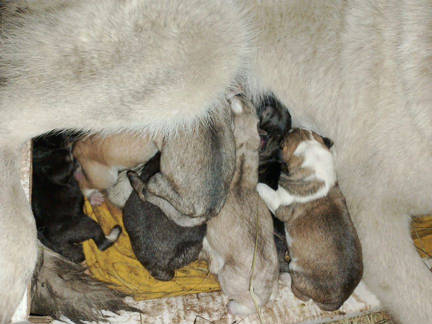 Щенята от лайки