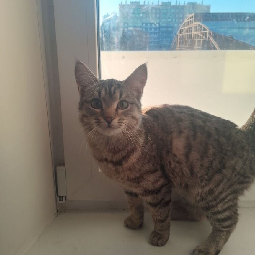 Отдам кошку в добрые руки