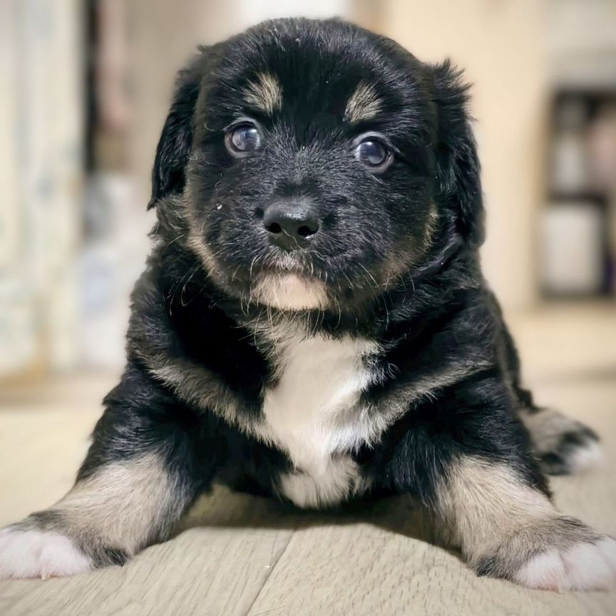 Щенок в добрые руки